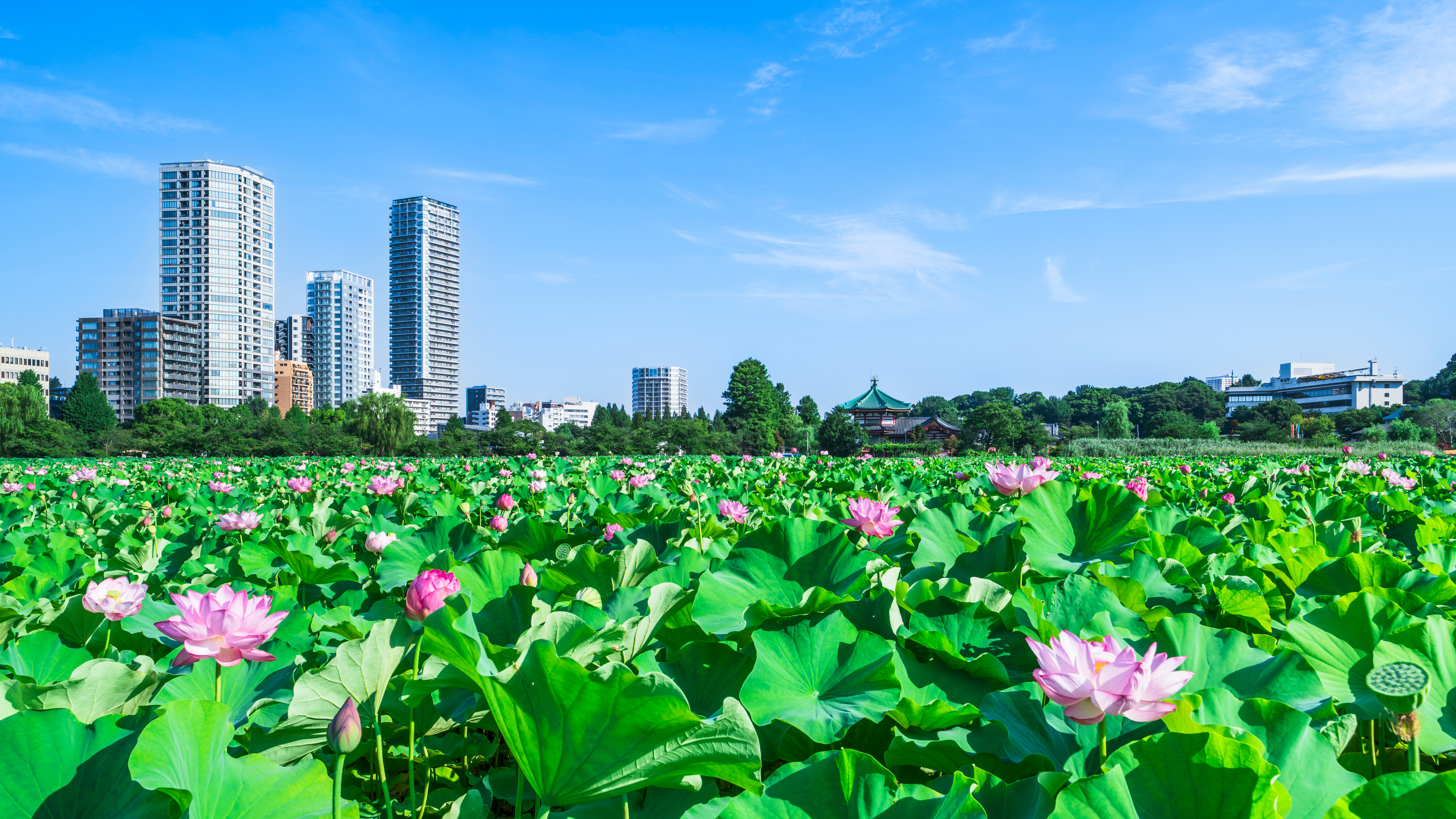 Tokyo in July: Climate, Festivals and Advice | Vialala