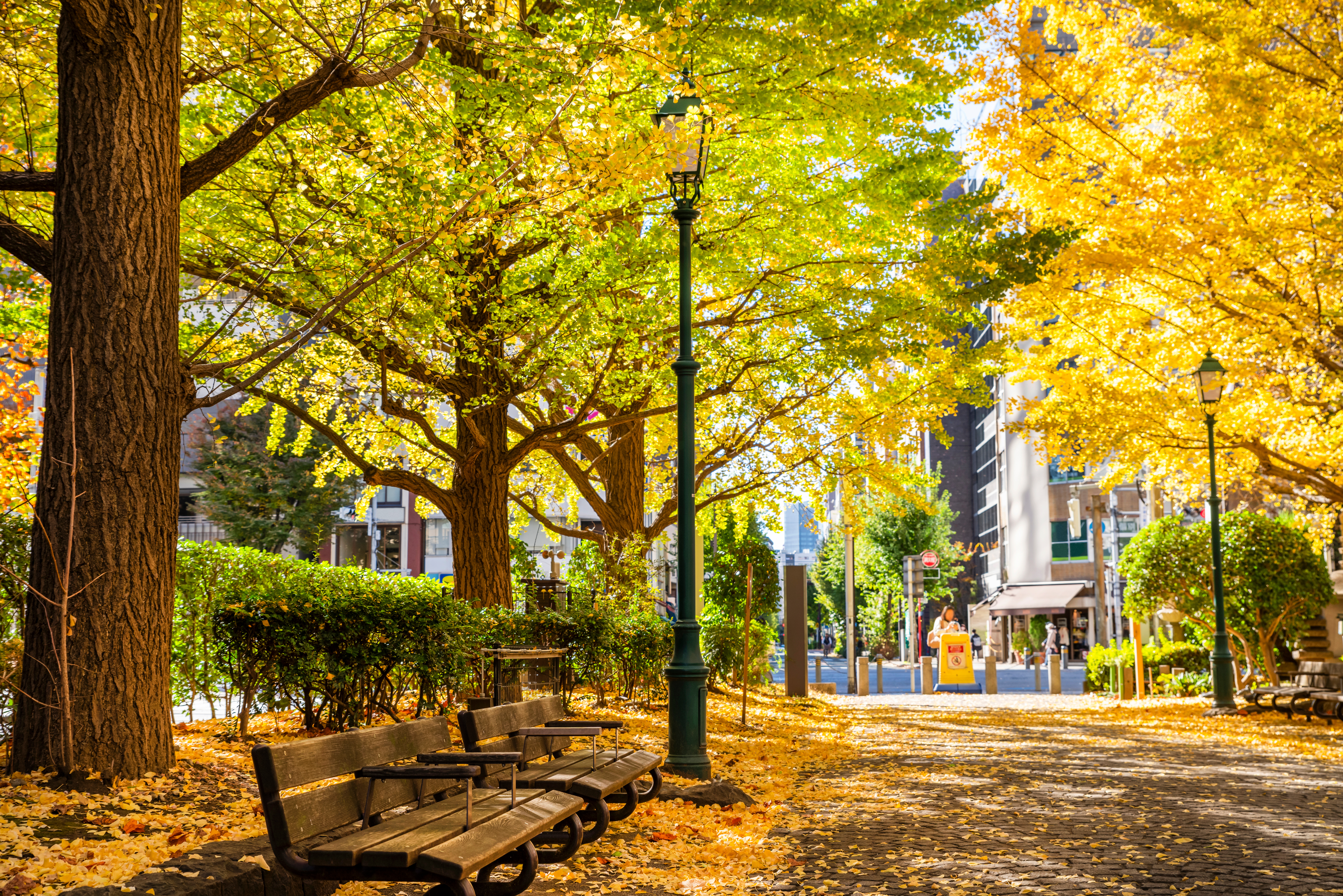 Tokyo in November: perfect climate and autumn colors | Vialala