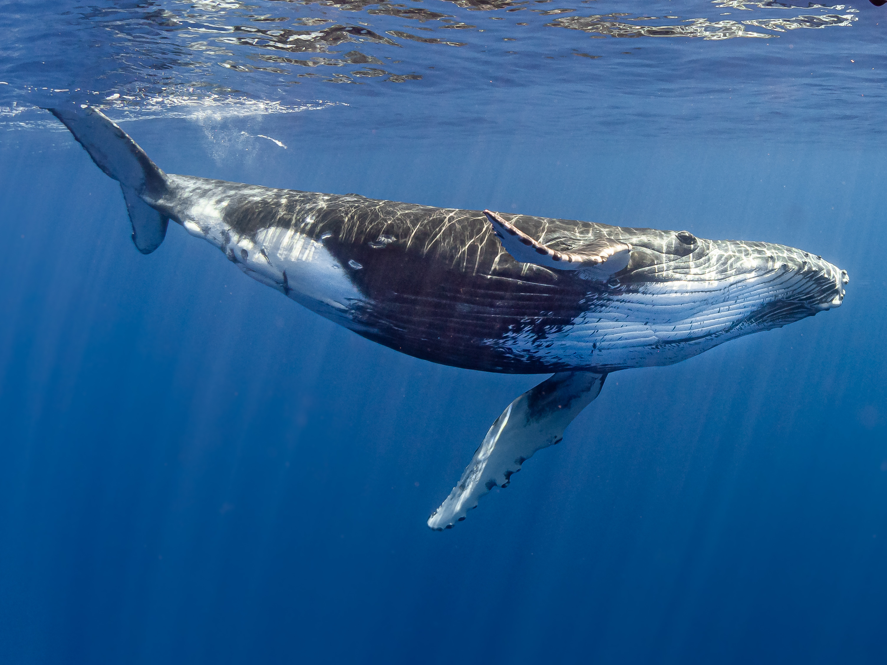 When to go to Moorea: complete guide to the seasons | Vialala